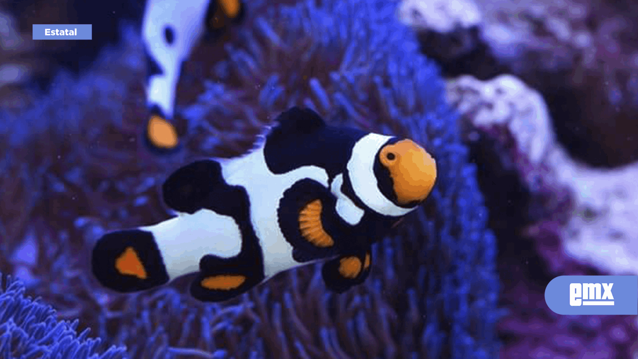 Apoya Gobierno de Baja California la acuacultura de pece... - El Mexicano